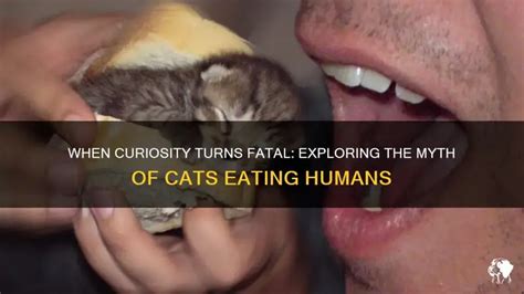 When Curiosity Turns Fatal Exploring The Myth Of Cats Eating Humans