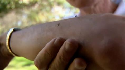 West Nile And Eee Whats The Difference Between The Mosquito Borne