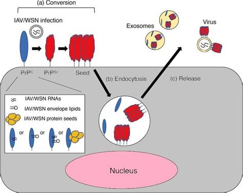 Possible Steps Of Prpsc Propagation A Iavwsn Infection Induces The Download Scientific
