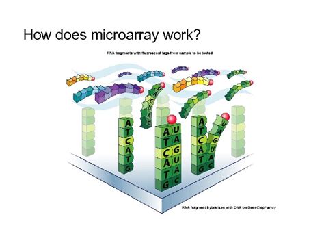 Introduction To Microarray Data Analysis BMI IBGP Kun