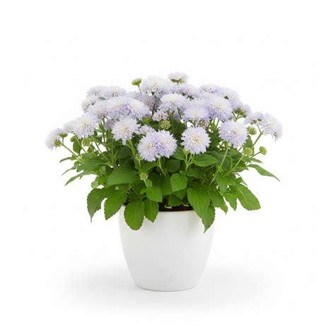 Floss Flower Care Grow Ageratum Houstonianum Junglistan