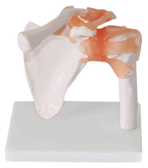 Buy Study Model Shoulder Joint Model Shoulder Joint Anatomy Model With