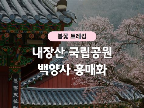 [당일 리무진] 4 5 토 내장산 국립공원 백양사 홍매화 트레킹 And 장성호 출렁다리 전남 장성 홍매화따라 절로걷다