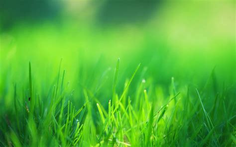 100 Green Grass Backgrounds