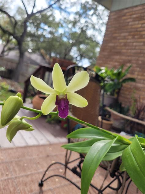 My First Dendrobium No Id Anyone Knows What Hybrid This May Be R Orchids