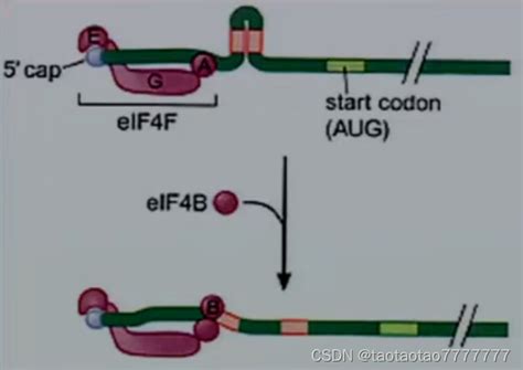 【中科院】分子生物学 朱玉贤第四版 笔记 第7 8讲 翻译 核糖体结合技术 Csdn博客