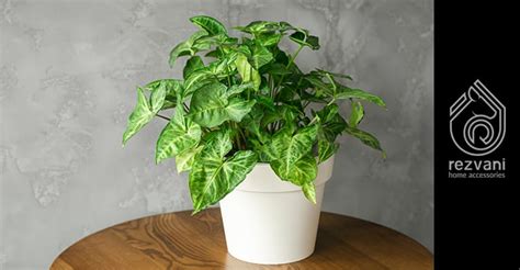 گیاه سینگونیوم راهنمای نگهداری و پرورش Butterfly Syngonium