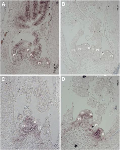 Rna In Situ Hybridization Of Mtphan And Mtbp A Longitudinal Section