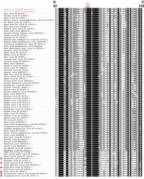 The Putative Sumo Interacting Motif Sim At The N Terminal Domain Of