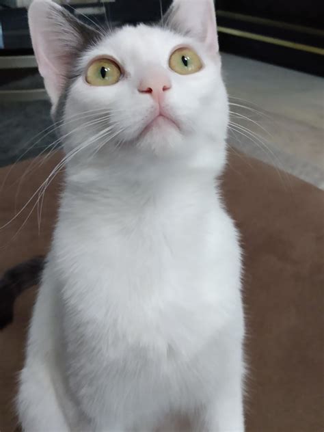 Got Myself A Slugcat R Rainworld