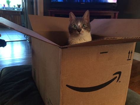 Cat In Amazon Box Cute Cat Humor
