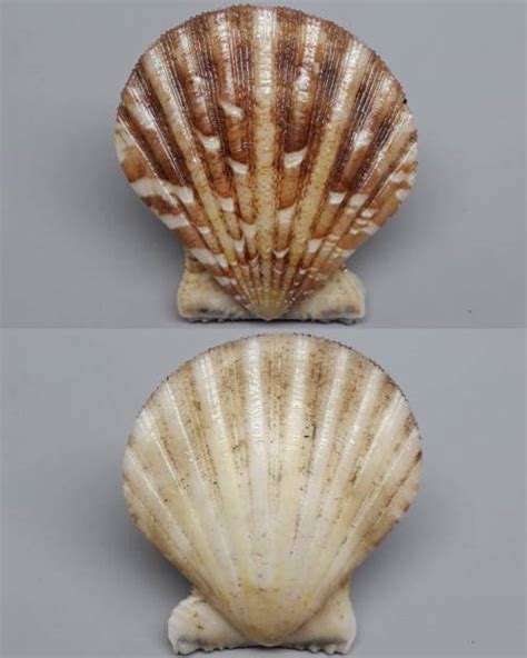 Shellauction Net Aequipecten Sp 3346724 Shellauction Net Aequipecten Sp 3346724