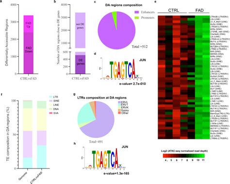 Jun Upregulation Drives Aberrant Transposable Element Mobilization