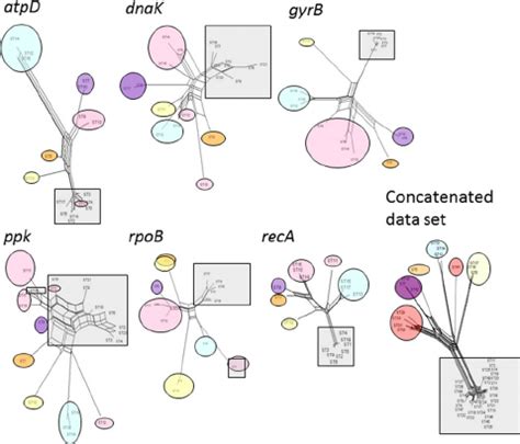 Split Graphs Of Multilocus Sequence Analysis Of The B Collection Of Download Scientific Diagram