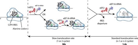 Kinetics Of CrPV And HCV IRES Mediated Eukaryotic Translation Using Single Molecule Fluorescence