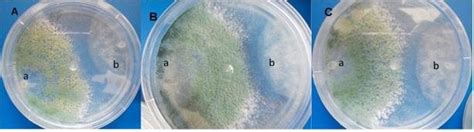 Dual Growth In Vitro Confrontations With Trichoderma Against