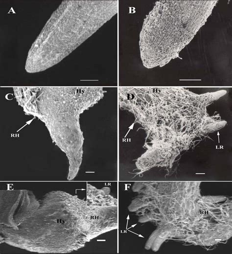 Scanning Electron Micrographs Of Sesamum Indicum And Raphanus Sativus Download Scientific