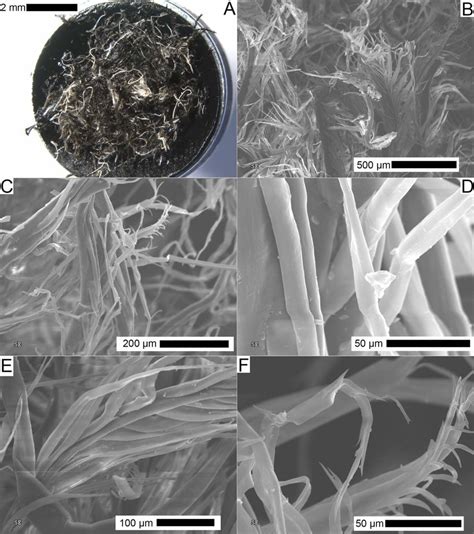 Structural Features Of Matured Black Feather A Under Light