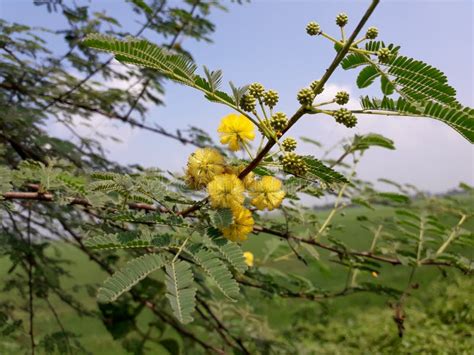 Sweet Acacia Tree In The India Vachellia Farnesiana Plant Flowers