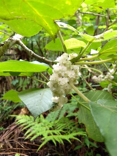 Immature Fruit Of An Giant Stinging Tree Dendrocnide Excelsa Se Qld