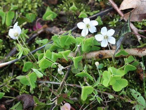 Wood Sorrel Naturespot