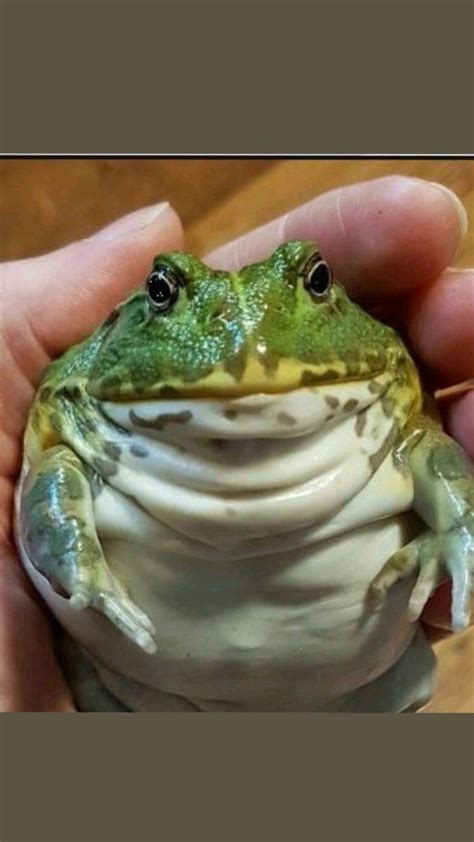 лягушечка 🐸💕 | Жаба, Лягушка, Животные