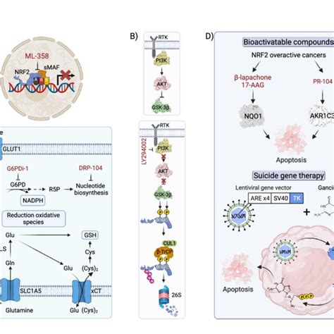 Structures Of Nrf2 Keap1 And Cullin3 A Human Nrf2 Protein Has A