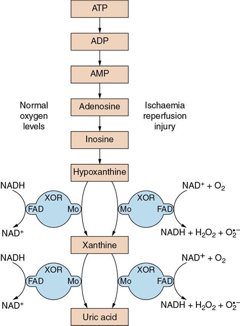 Oxygen Toxicity And Hyperoxia Clinical Tree