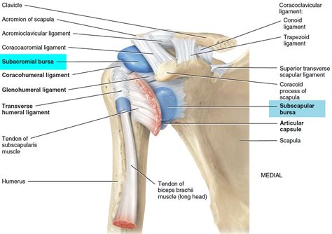 Bursa And Ligament Of The Anterior Shoulder Shoulder