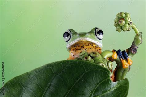 Tree Frog On Leaf Gliding Frog Rhacophorus Reinwardtii Sitting On Leaves Javan Tree Frog On