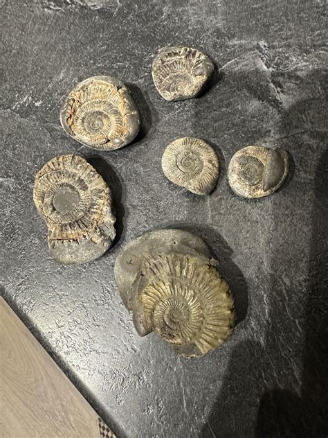 First Time Fossil Hunting In Whitby Yorkshire R Fossilhunting