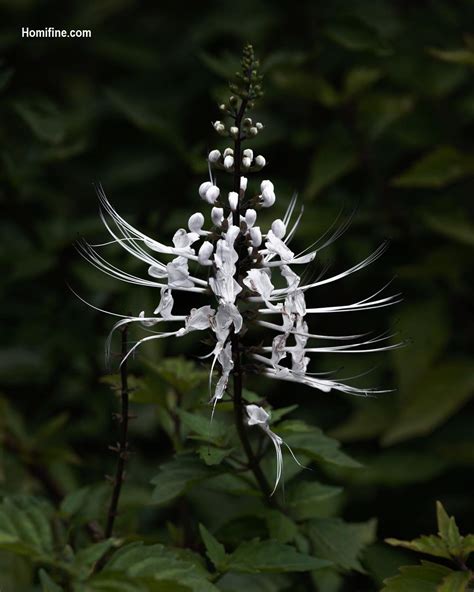 6 Flowers That Look Like Orchids ~