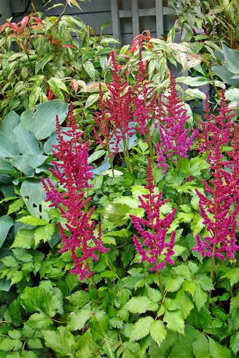 The Best Hydrangeas For Shade 6 Stellar Choices Hydrangea Love