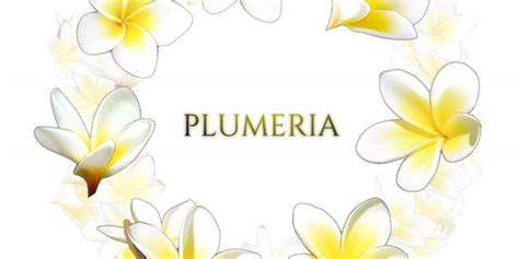 Sutpng 플루메리아 꽃 브러쉬 그림꾸미기전문가