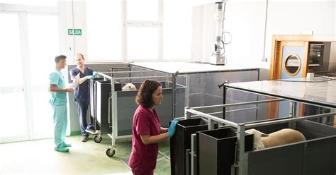 Añaden Algas En La Dieta De Las Vacas Para Reducir Las Emisiones De