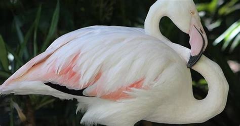 R I P The Worlds Oldest Flamingo Aged 83 Years Imgur
