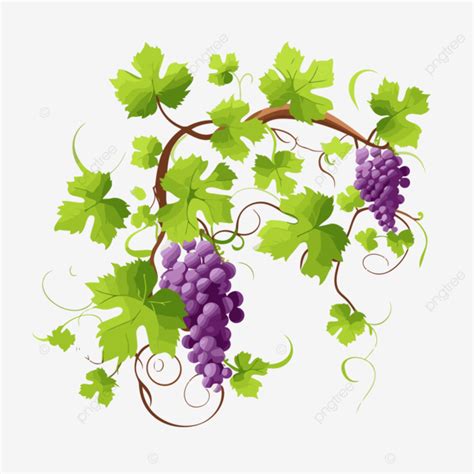 포도 덩굴 밀 만화의 잎과 보라색 포도의 스티커 클립 아트 벡터 일러스트 레이 션 상표 클립 아트 Png 일러스트 및 벡터 에 대한 무료 다운로드 Pngtree