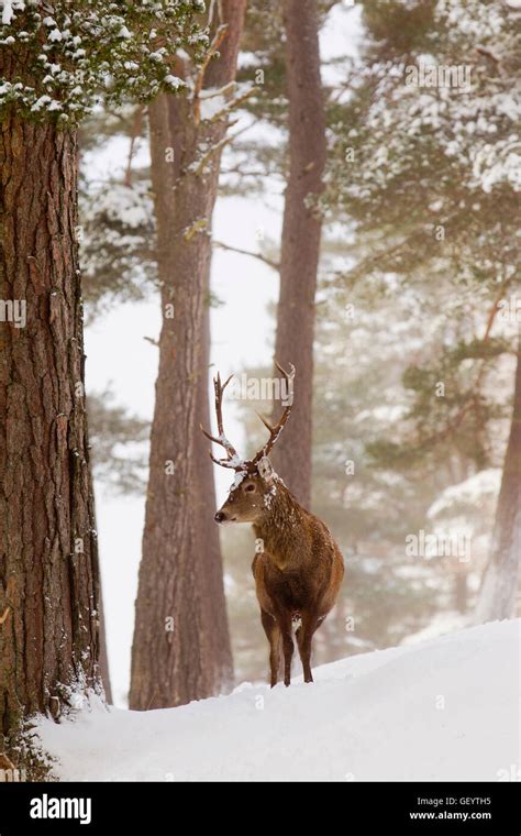 Roter Hirsch Im Schnee Fotos Und Bildmaterial In Hoher Auflösung Alamy