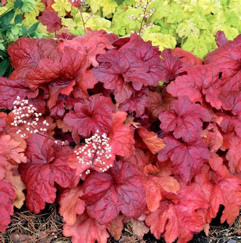 Colorful Perennials For Your Kansas City Shade Garden Heuchera
