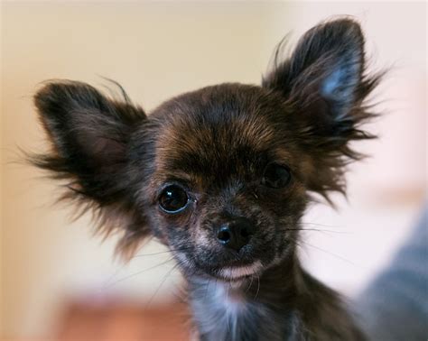 Black And Tan Long Haired Chihuahua