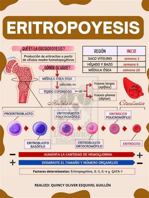 Eritropoyesis Dr Quinver Udocz