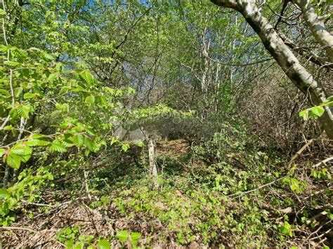 Prostrana šuma U Srcu Materade