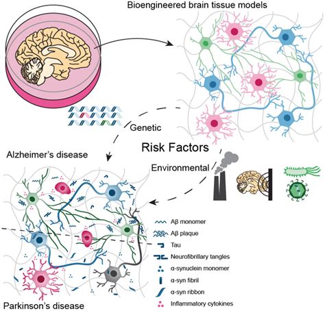 Functional Bioengineered Tissue Models Of Neurodegenerative Diseases Pmc