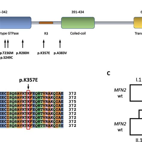 Genetic And Bioinformatic Analysis A Schematic Representation Of