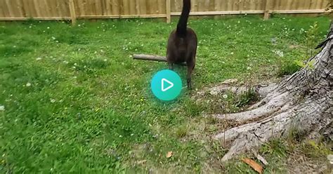 I Heard Imgur Likes Sticks Album On Imgur