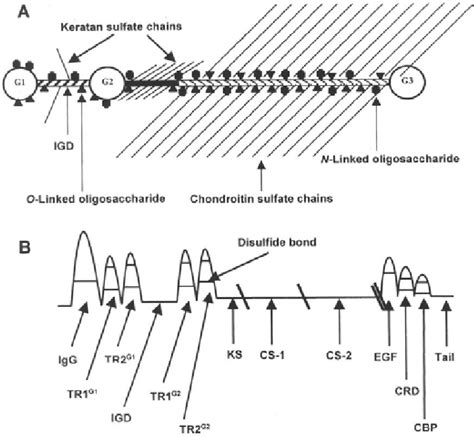 2aggrecan Structure A Globular Protein And Attached Gag Chain