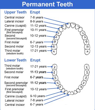 Adult Dentition Smiles For Life Oral Health