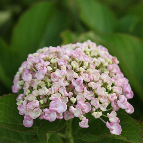 Thompson And Morgan Hydrangea Macrophylla Ayesha Plant In Pot 25l