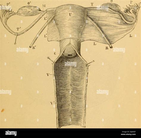 A Manual Of Practical Obstetrics Ing At This Imaginary Line A Broadlayer Of Peritoneum Passes