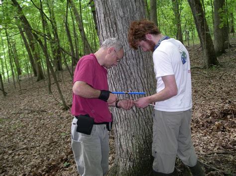 Dendrochronology